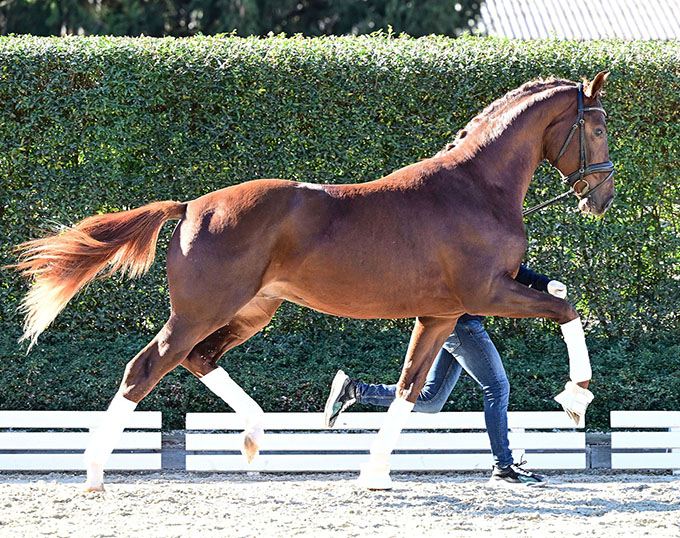 Fynal Countdown Price Highlight Of The 2022 PS Online Colt Auction Fynal Countdown Price Highlight Of The 2022 PS Online Colt Auction