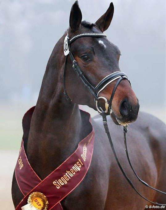 Dante's Stern, Champion of the 2018 South German Stallion Licensing