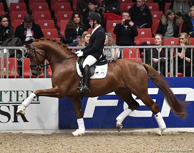 Nineteen Dressage Colts Approved at 2018 Danish Warmblood Stallion ...