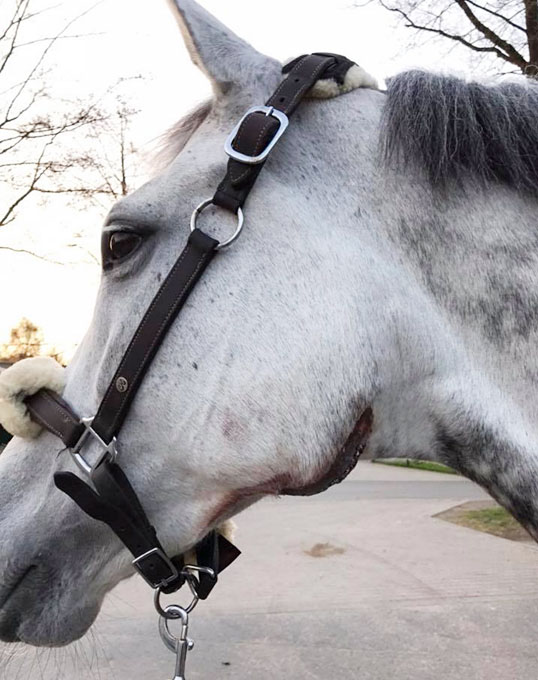 Anna Blomgren's Torveslettens Quattro Fractures Jaw