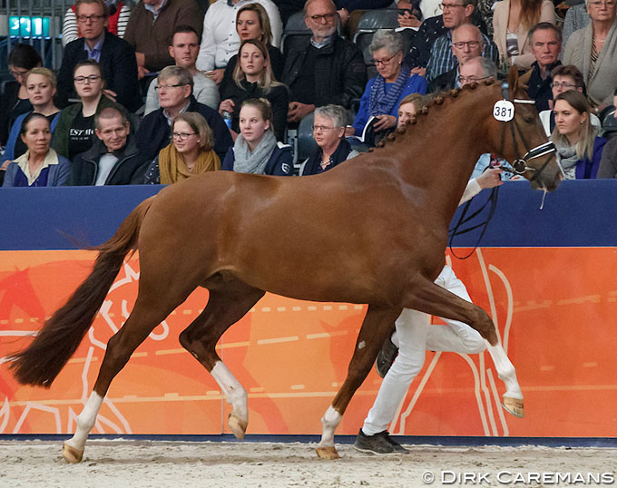 Knock Out, High Scorer of the 2018 KWPN Spring Stallion Performance Testing