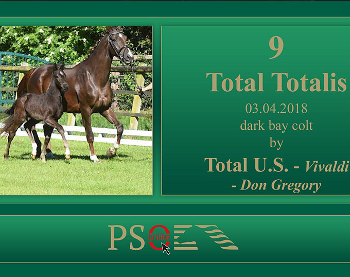 2018 PS Online Foal Auction: Spotlight on Total Totalis