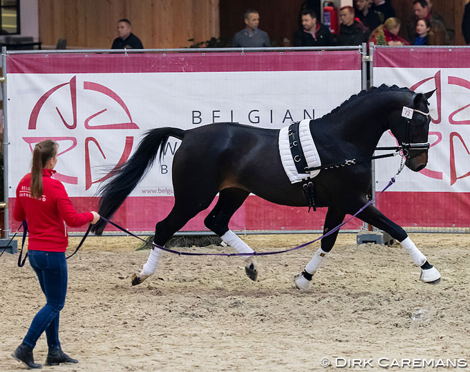 Eight Dressage Colts Accepted for Third Phase of 2019 Belgian Warmblood ...