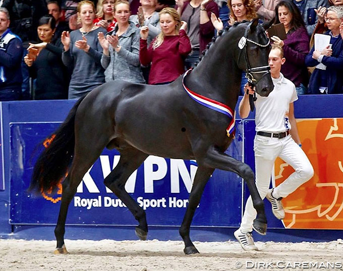 Le Formidable, Champion of the 2019 KWPN Stallion Licensing