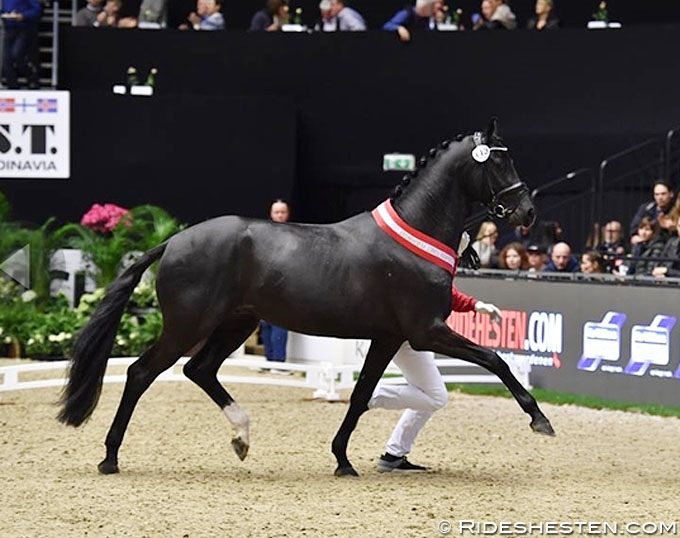 Seven Premium Stallions at 2019 Danish Warmblood Stallion Licensing