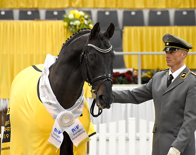 Stolzenberg, Hanoverian Stallion of the Year 2019
