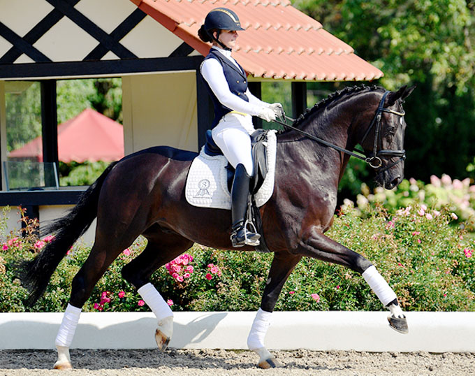 Rideability Key to Success of Horses in 2019 PSI Auction Collection