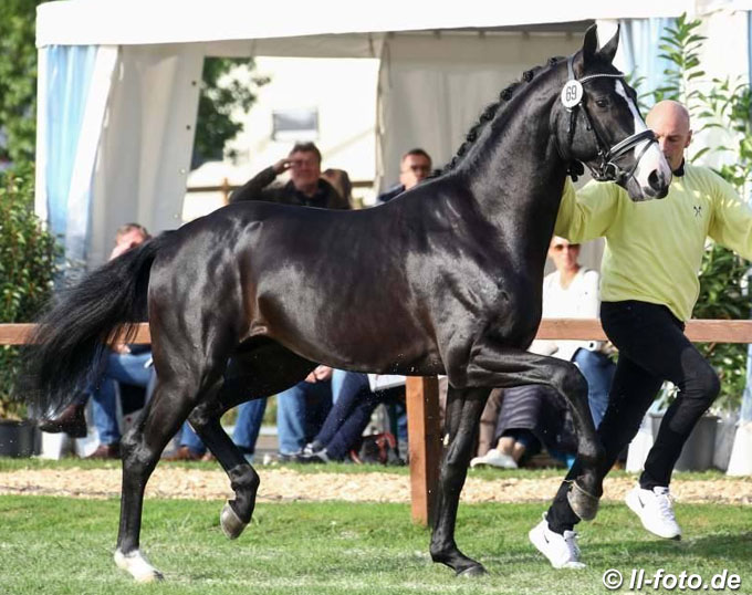 Four Colts Accepted at 2019 Hanoverian Stallion Approval