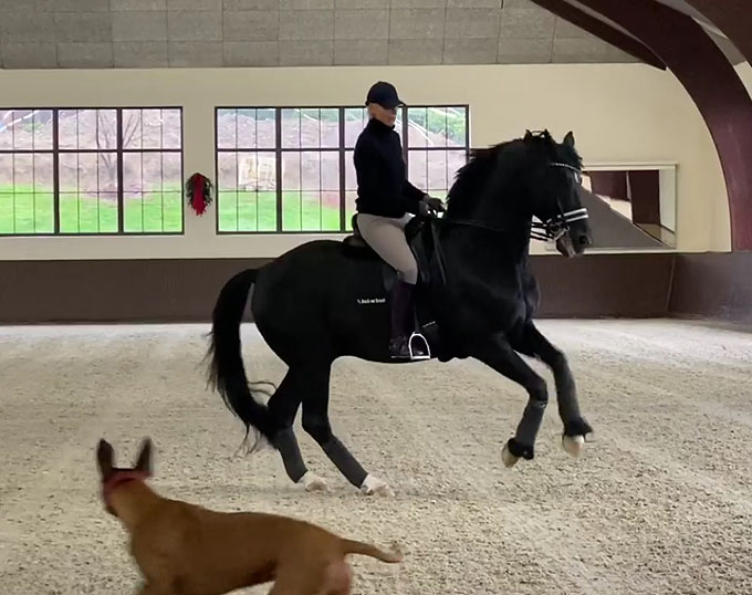 Another Totilas Teaser Released: New Year's Greeting from Linsenhoff