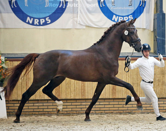 Licor, Champion of the 2020 NRPS Stallion Licensing