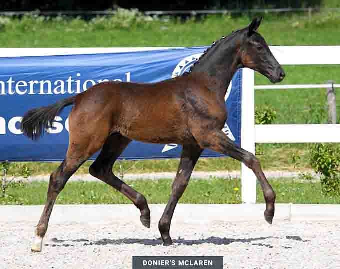 Young Sire Donier Shines with Stunning Foals in Schockemöhle ...