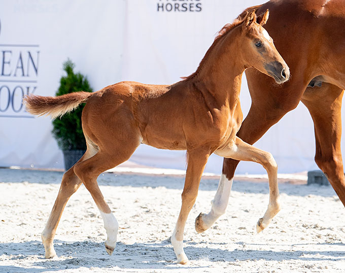 Cichoń Foal Auction, First Hybrid Auction of Top Foals in Poland