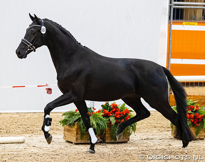 Six Colts Pass Late Pre-Selection for 2021 KWPN Stallion Licensing