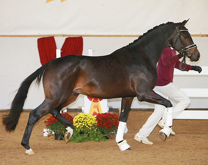 2021 German Sport Horse Stallion Licensing Cancelled Last Minute, New ...