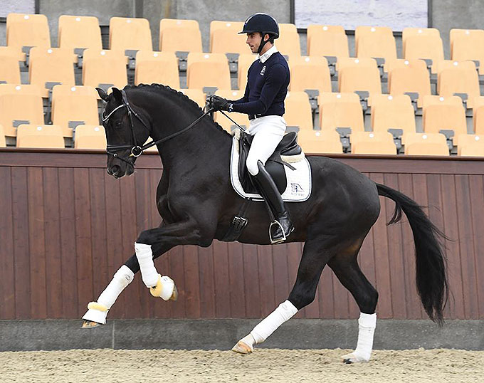 Blue Hors to Host Online Stallion Show on 13 March 2021, Featuring ...