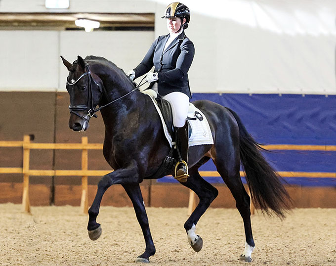 Glasgow, Winner of the 2021 Swedish Warmblood Stallion Performance Test