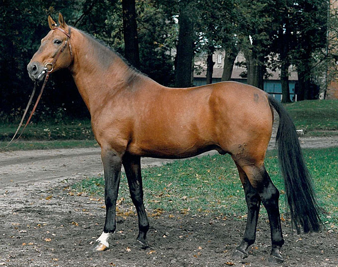 Hanoverian Society Launches "The Experiment": Breed with Great Sires ...