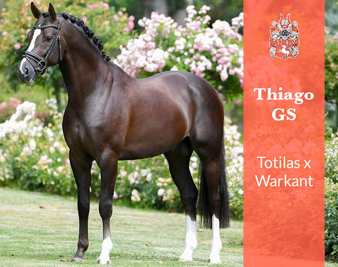 Stallion at Stud: Thiago GS