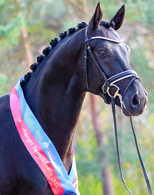 Splendid, Champion of the 2021 Oldenburg Saddle Licensing