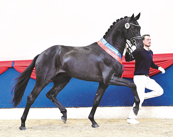 Record Price for 2021 Oldenburg Saddle Licensing Champion Splendid