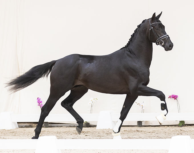 Black Horses Auction - Dressage Collection in the Spotlight ft ...