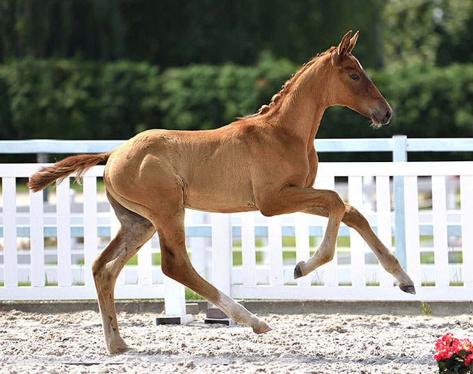 Don Deluxe, Revolution, Dynamic Dream and Totilas Foals in 2021 Cichon ...