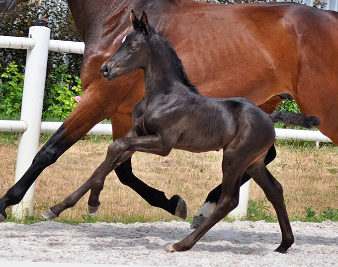 Bid Now on Foals by Helgstrand Sires in the 2021 Cichon Dressage Hybrid ...