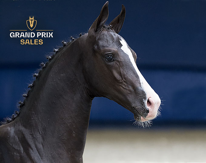 Top Breeding and Stallion Prospects in Third Edition of Grand Prix Sales