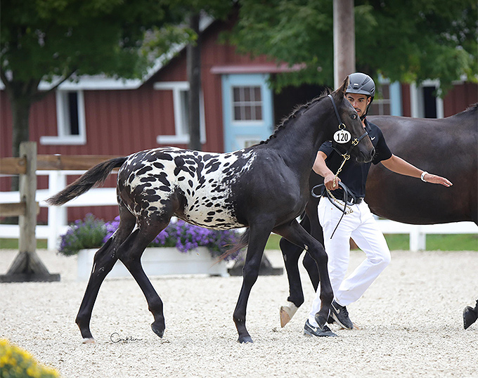 Pax Asgard af Pegasus Third in Get of Sire Class at 2021 Devon Breed Show