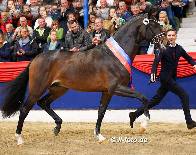 Incredible, Champion of the 2021 Oldenburg Stallion Licensing