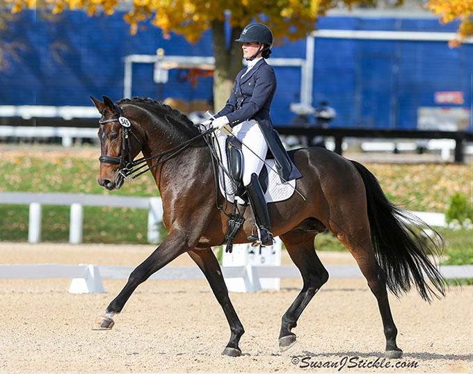 Stallion at Stud: Schroeder