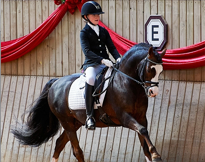 Scandinavian FEI Pony Moelgarnedd Montana Passed Away