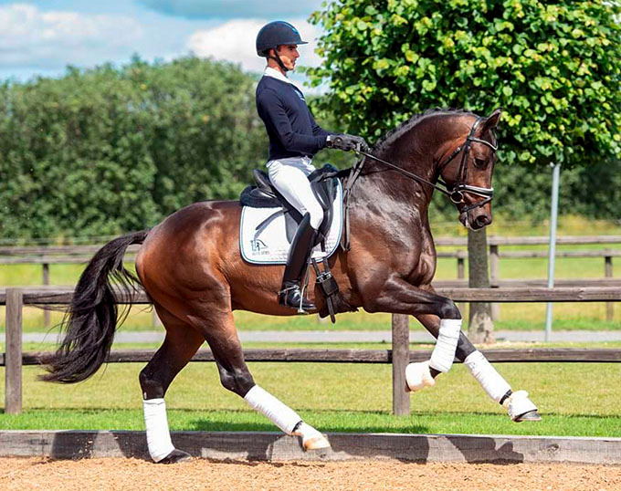 Blue Hors Livius Gelded