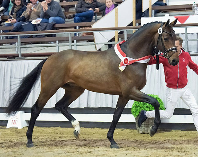 Escaneno Tests Positive to Fluphenazine at 2021 Westfalian Stallion ...