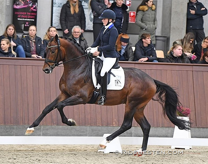 Blue Hors Monte Carlo, Most Popular Breeding Stallion of 2021 in Denmark