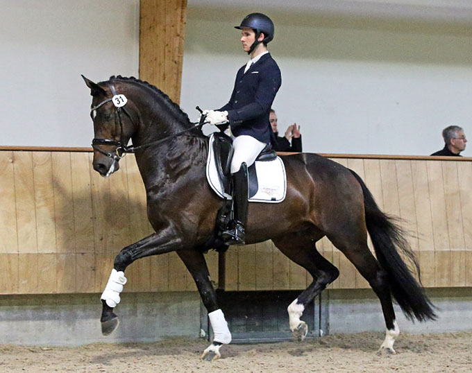 Fourteen Colts Accepted at 2022 NRPS Stallion Licensing