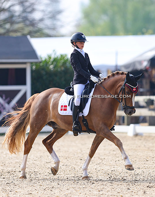 Danish Pony Teams Selected for 2022 Nordic Baltic Championships