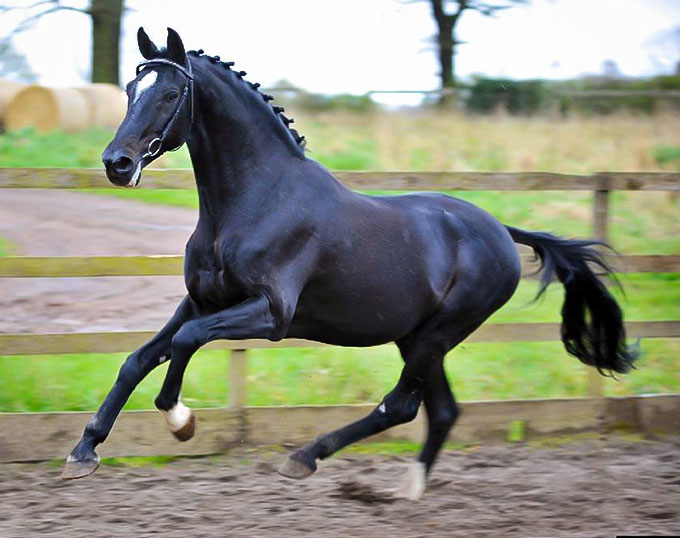 Holsteiner Sire Hemmingway Passed Away