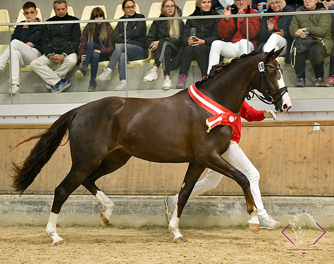 Tahliya MH and Auheim's Sarah Kay Win 2022 Austrian Warmblood Mare ...