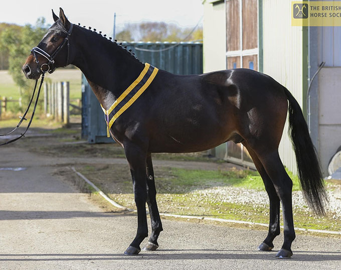 Ducati, Champion of the 2022 British Hanoverian Stallion Licensing