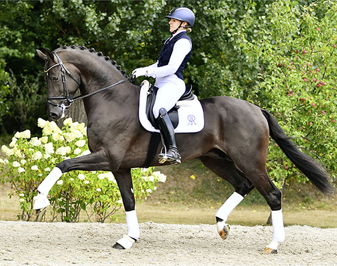 View of Power, Stunning 4-YO Stallion, Catalog Opener of 2022 PSI ... View of Power, Stunning 4-YO Stallion, Catalog Opener of 2022 PSI ...