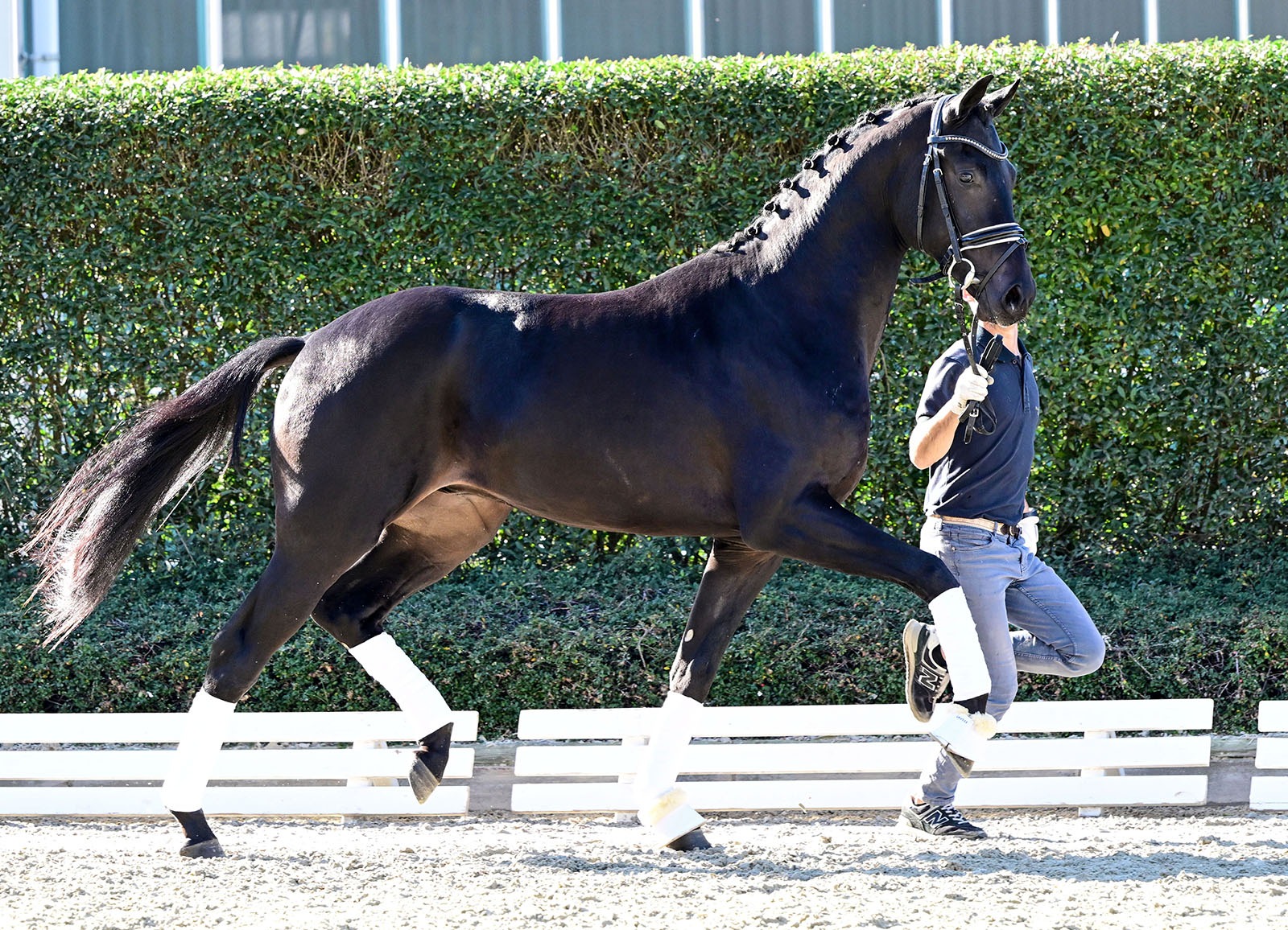 Fynal Countdown, Price Highlight of the 2022 PS Online Colt Auction