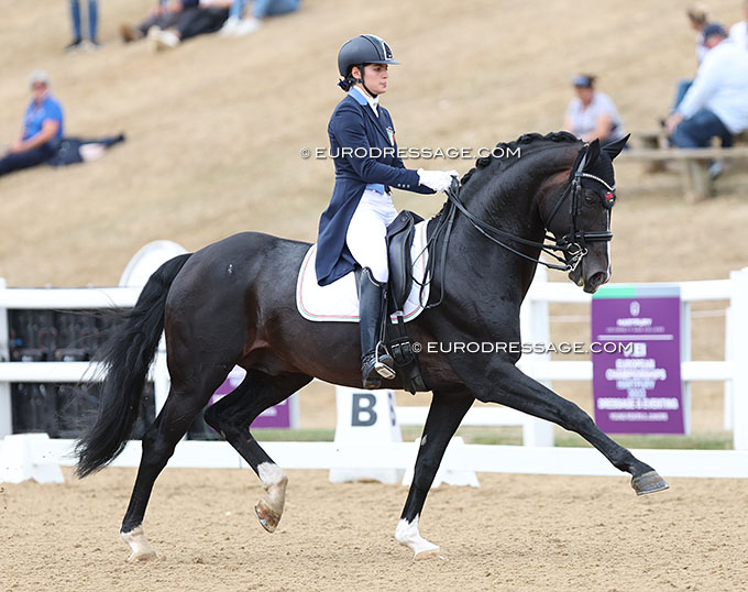 Westfalian Grand Prix Stallion Daily Deal Sold to Russia