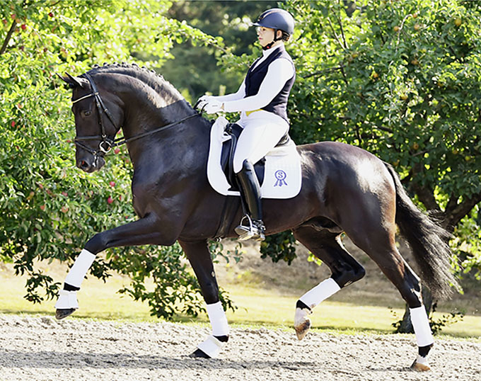 2022 PSI Auction Horse in the Spotlight: Zelebration 2022 PSI Auction Horse in the Spotlight: Zelebration
