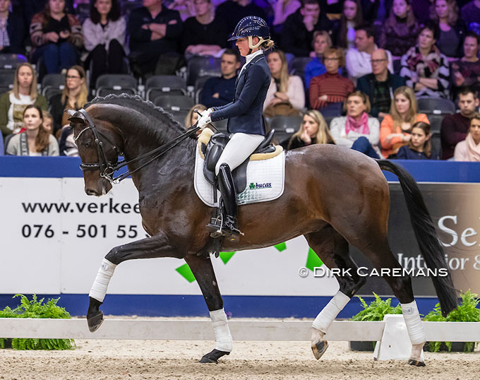 KWPN Stallion Intro K Sold to Australia