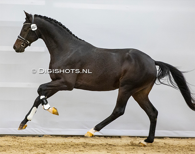 Le Formidable Offspring Shines on Fifth Pre-Selection Day for 2023 KWPN ...