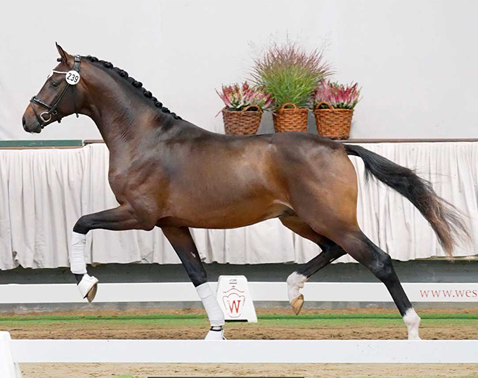 V-Power Named Champion of the 2022 Westfalian Stallion Licensing