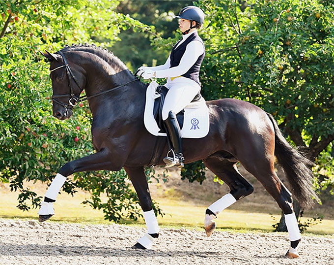 Live Now - Opening Presentation of the 2022 P.S.I. Dressage Collection