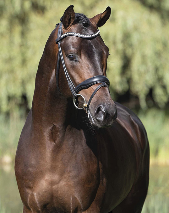 Dynamic Dream, Most Popular Breeding Stallion in Oldenburg in 2022