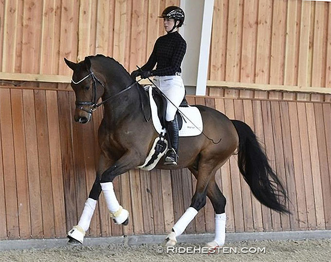 Svalegårds Hot Driver in Training with Carina Cassoe Kruth